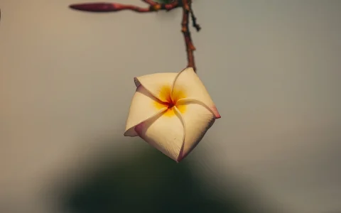 Codeun | SwiftUI 示例Demo_源代码案例_SwiftUI资源下载